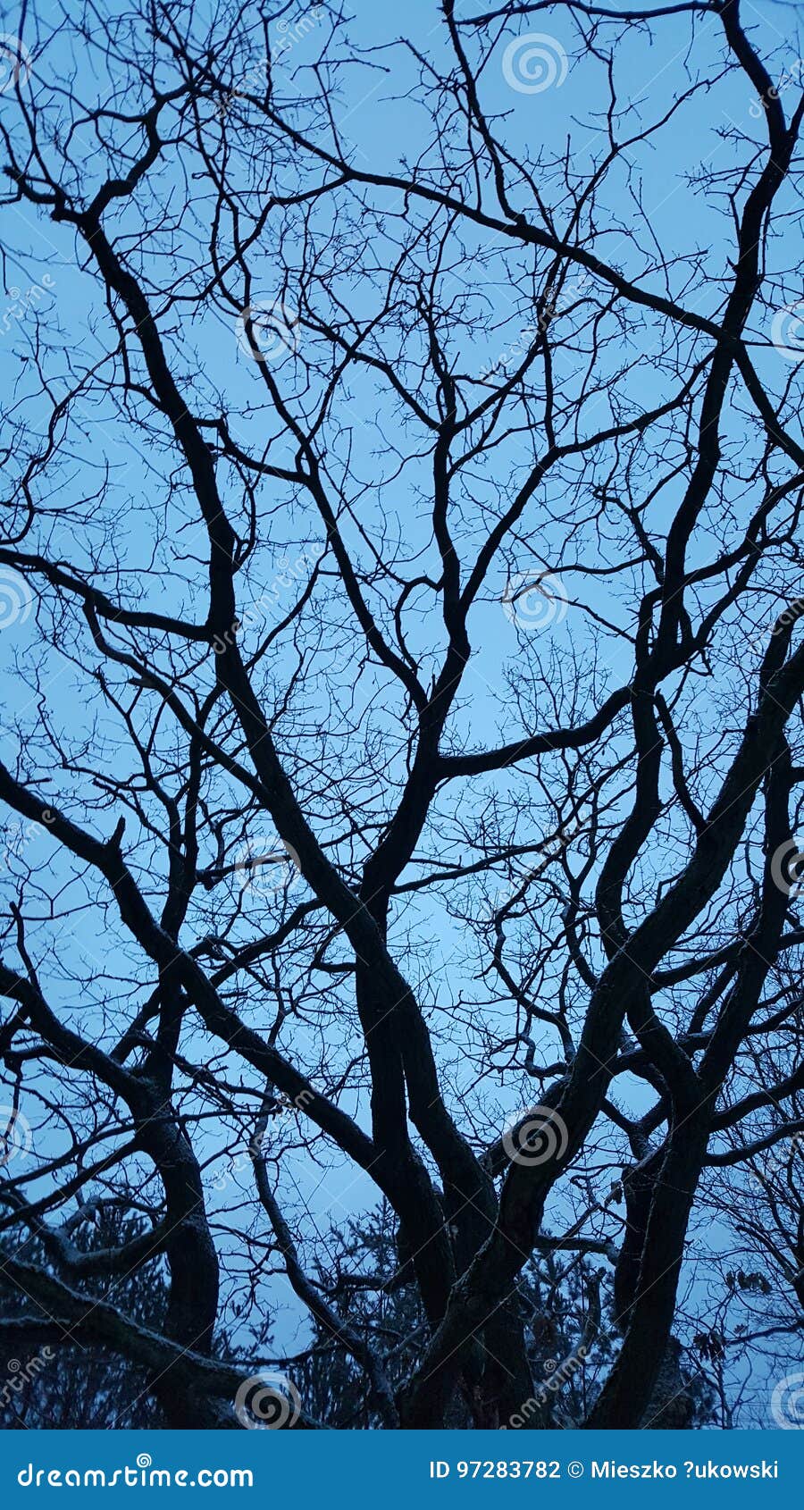 Dark tree stock photo. Image of dark, nature, tree, woods - 97283782