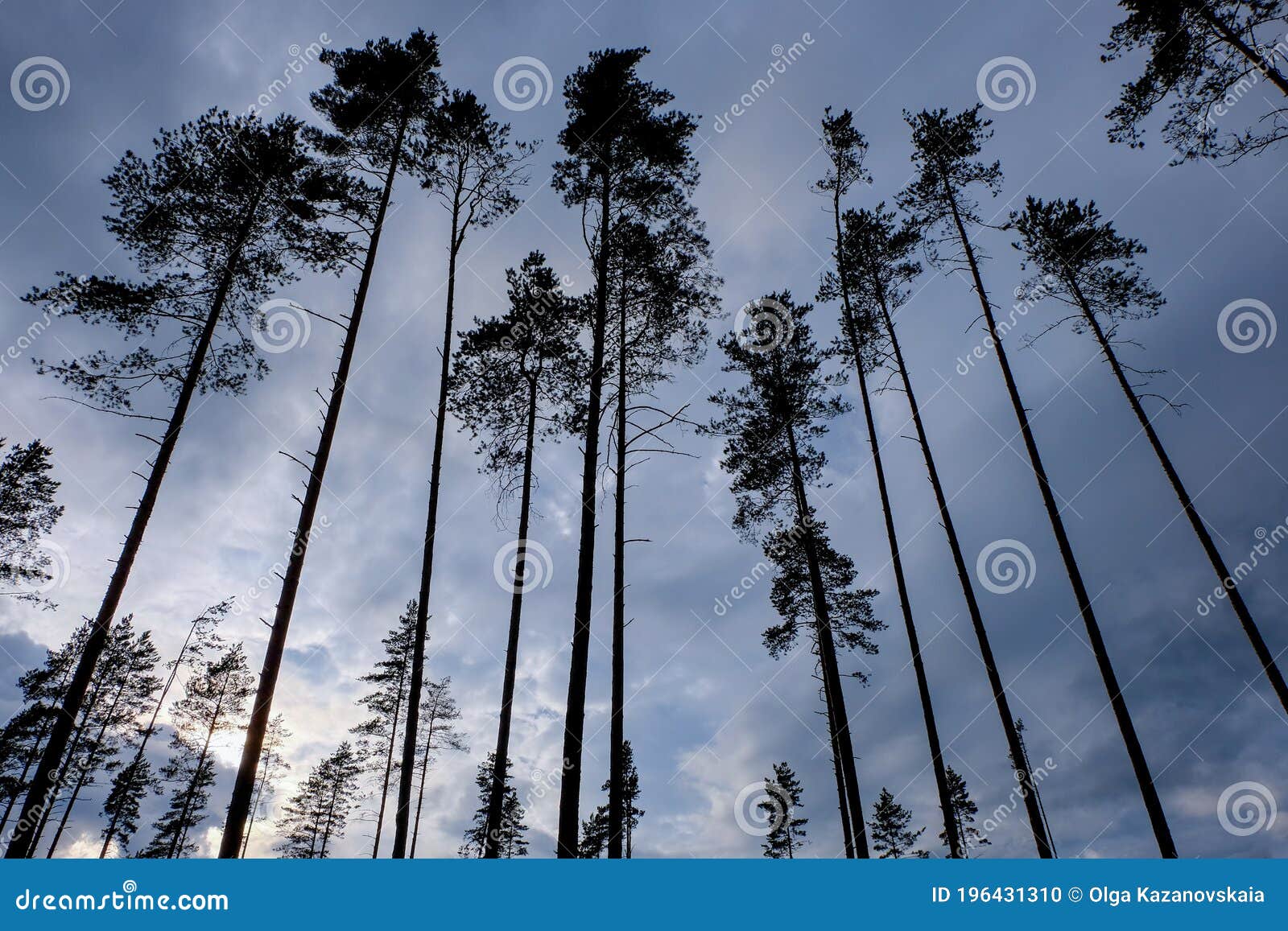 Dark Tree Profiles on Dark Blue Sky in Forest Stock Photo - Image of ...