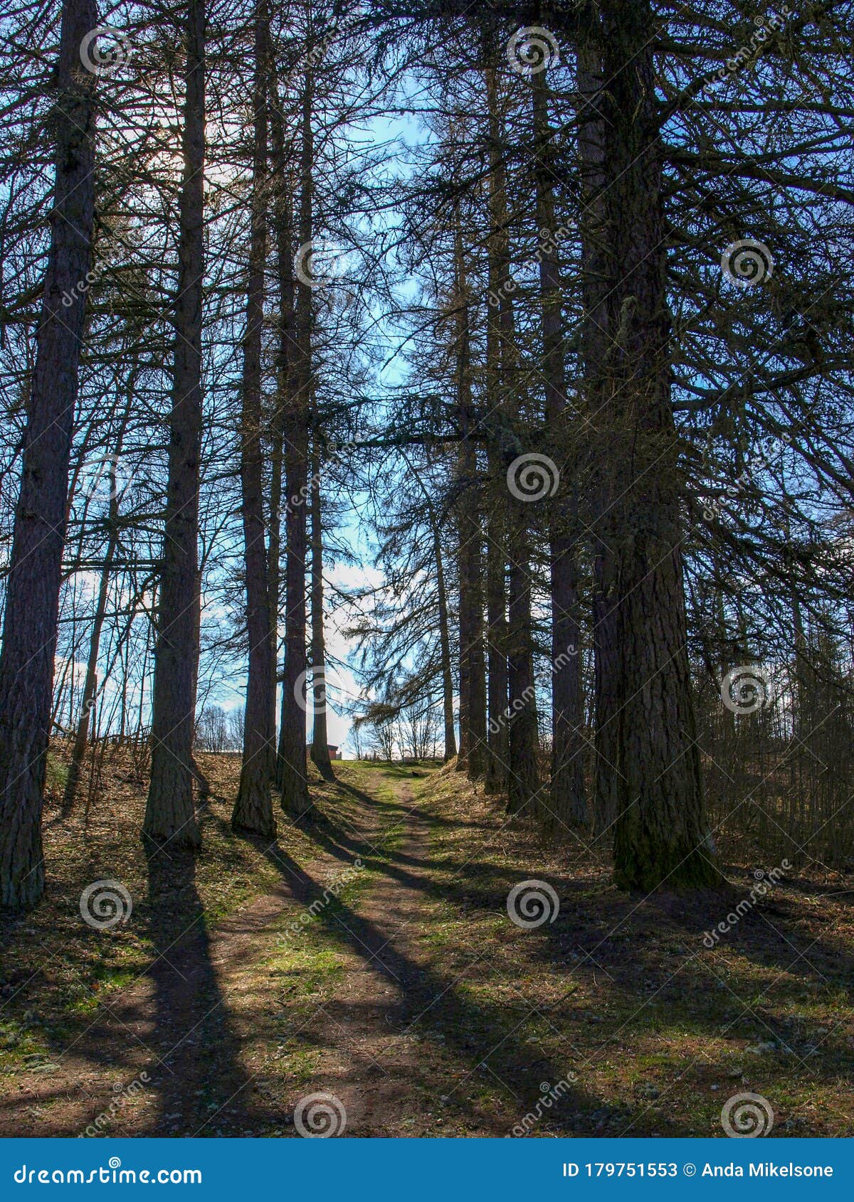 Dark Tree Silhouettes in the Backlight Stock Image - Image of light ...