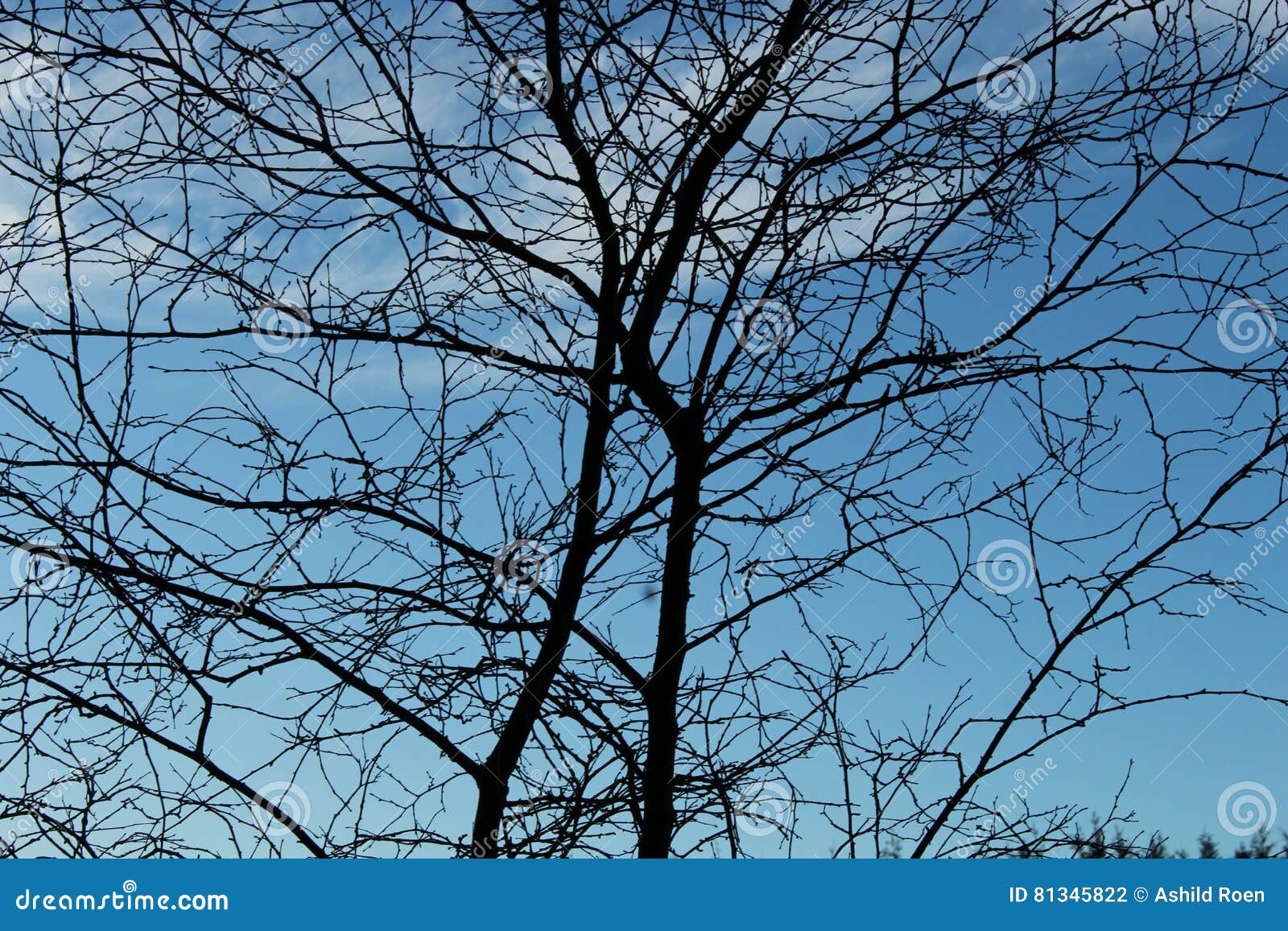 Dark tree stock photo. Image of tree, nice, blue, dark - 81345822
