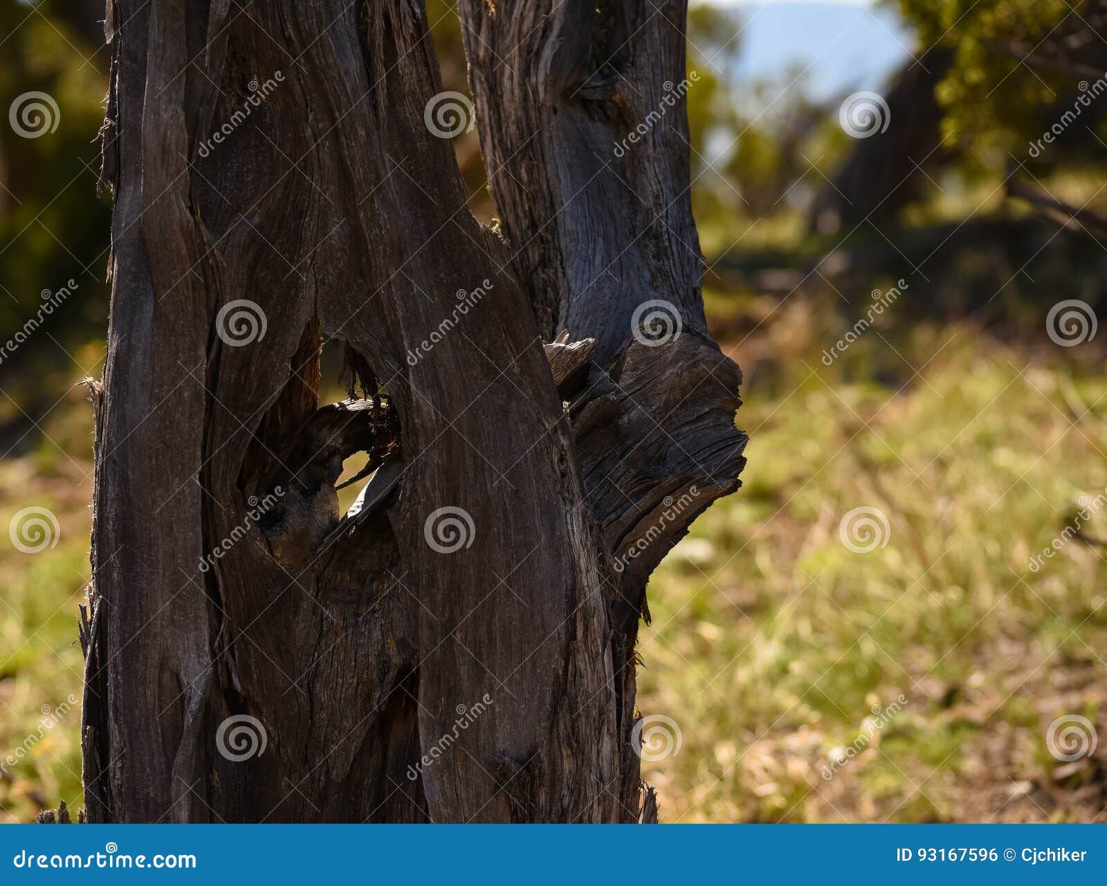 Dark Tree Trunk Background stock photo. Image of cone - 93167596