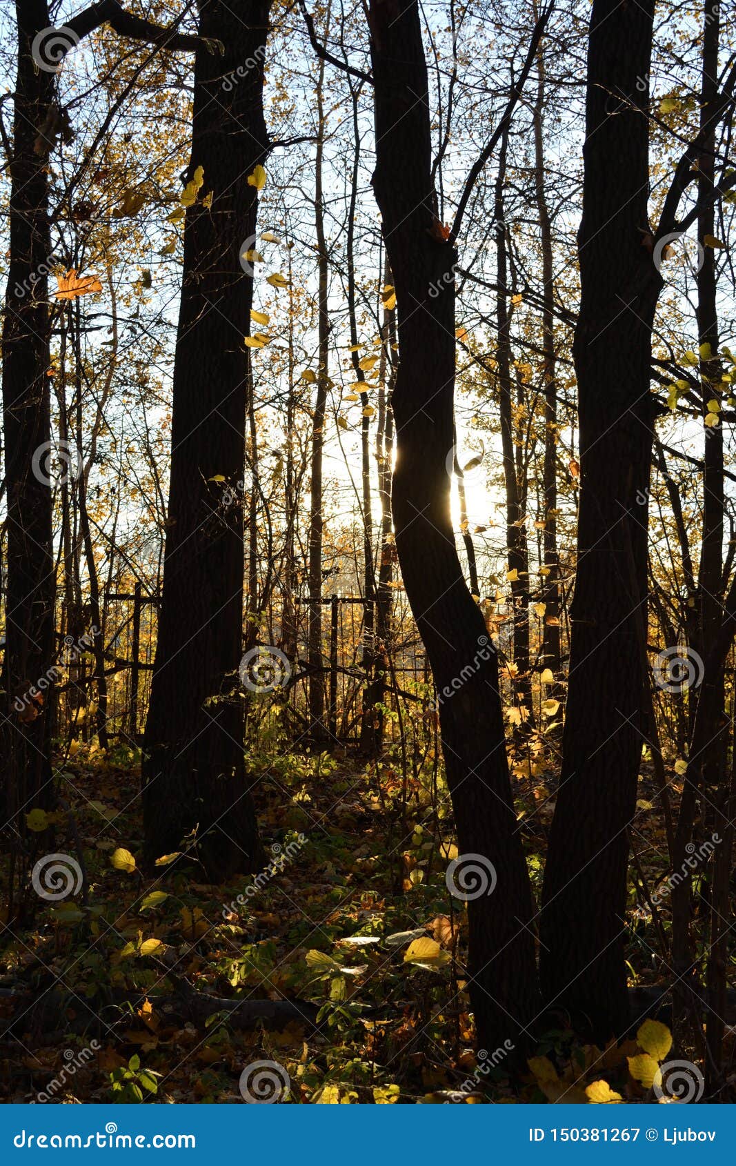 Dark Tree Trunks on Sunset. Contrast Light in Autumn Forest Stock Image ...