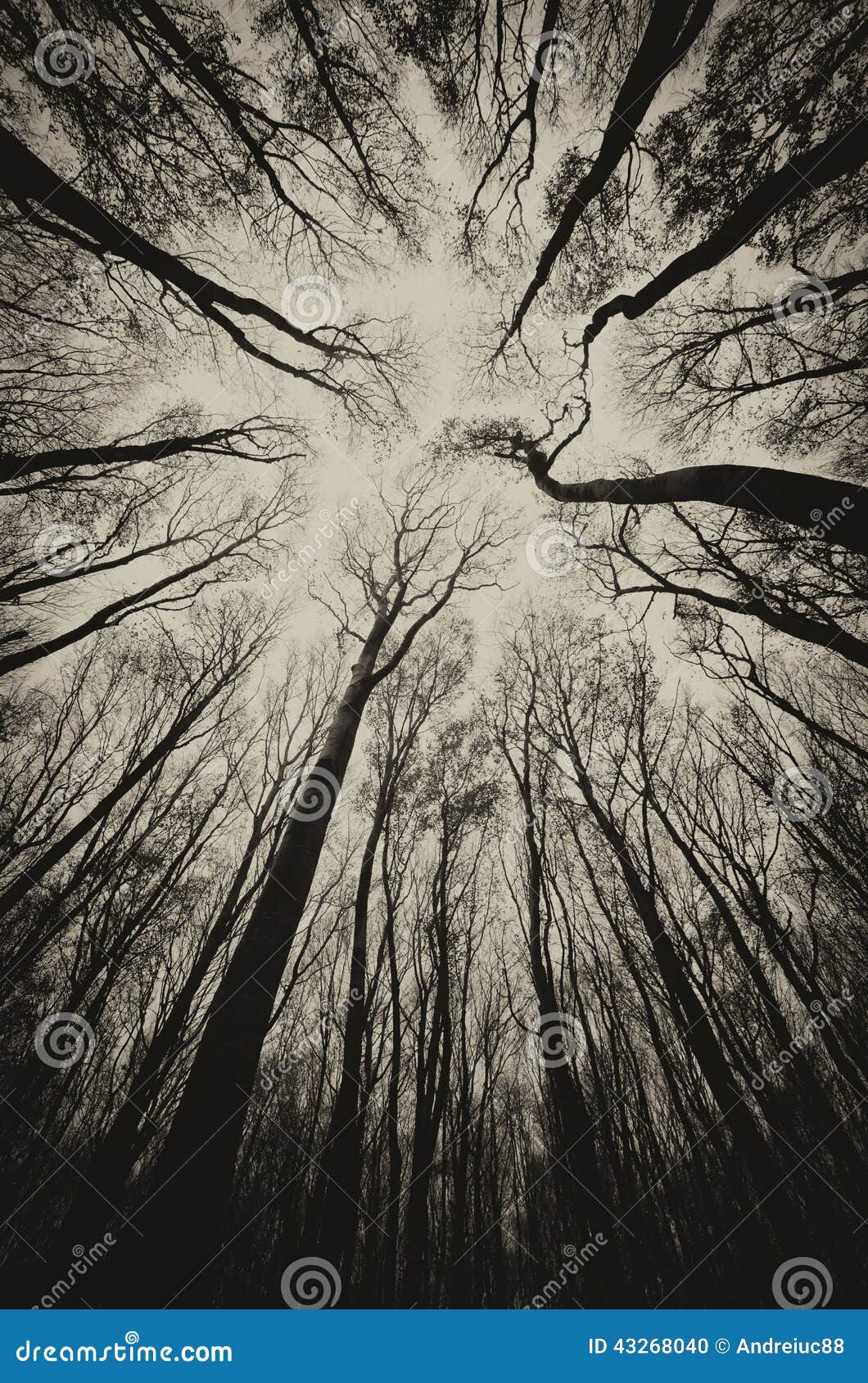 Dark Trees in a Mysterious Forest on Halloween Stock Photo - Image of ...