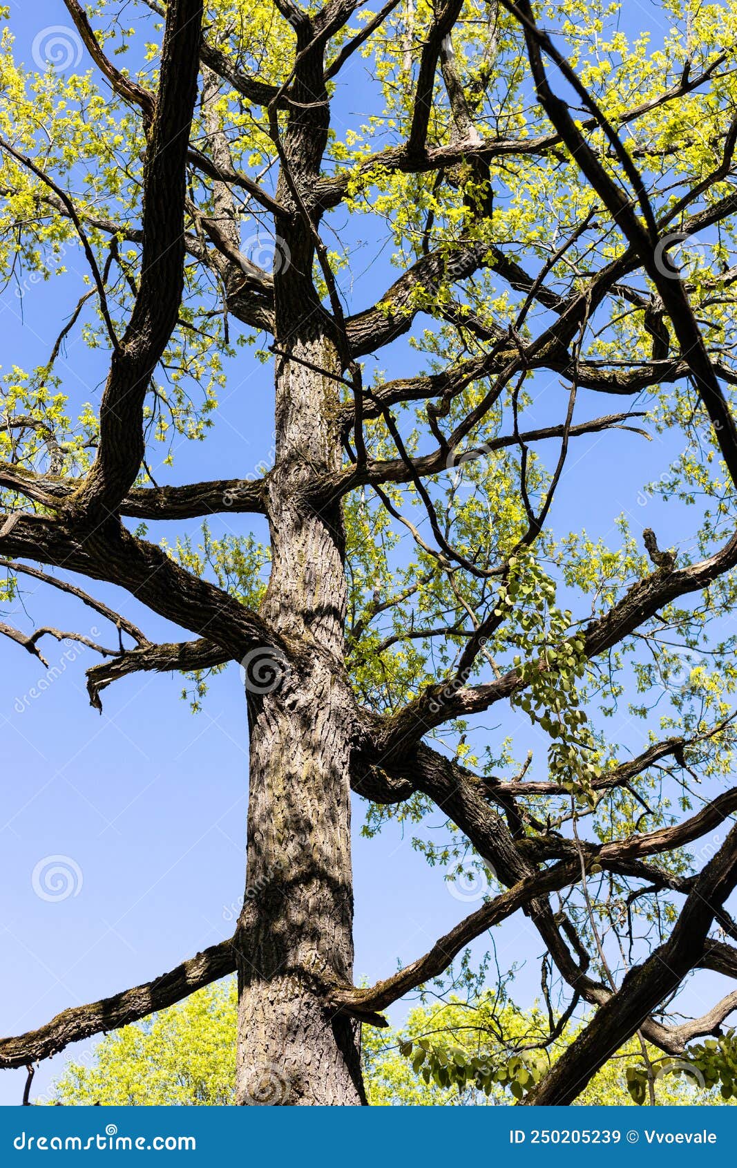 Dark Trunk and Young Green Leaves of Oak Tree Stock Image - Image of ...