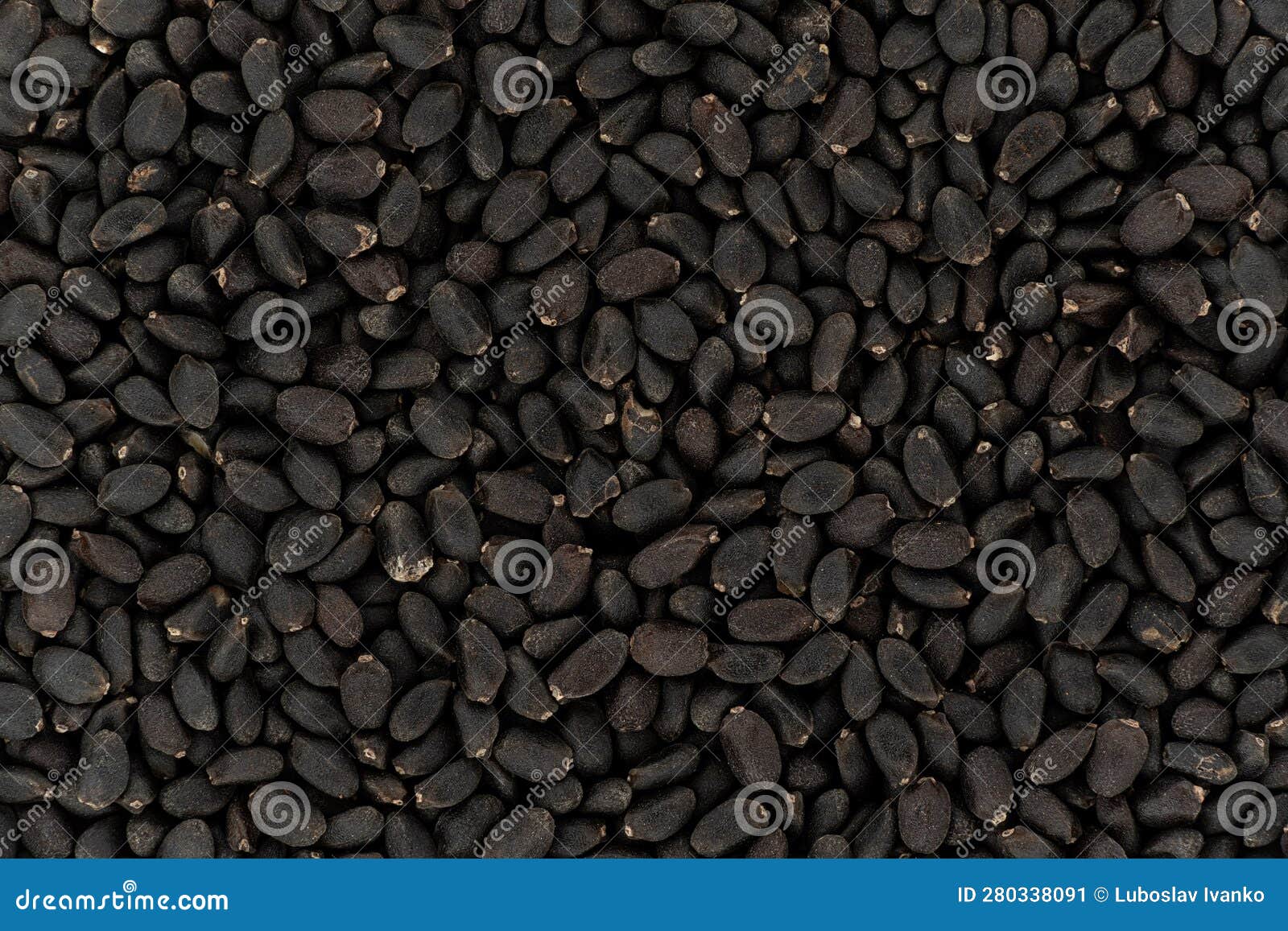 Dark Tukmaria or Thai Basil - Ocimum Basilicum - Seeds Under Microscope ...