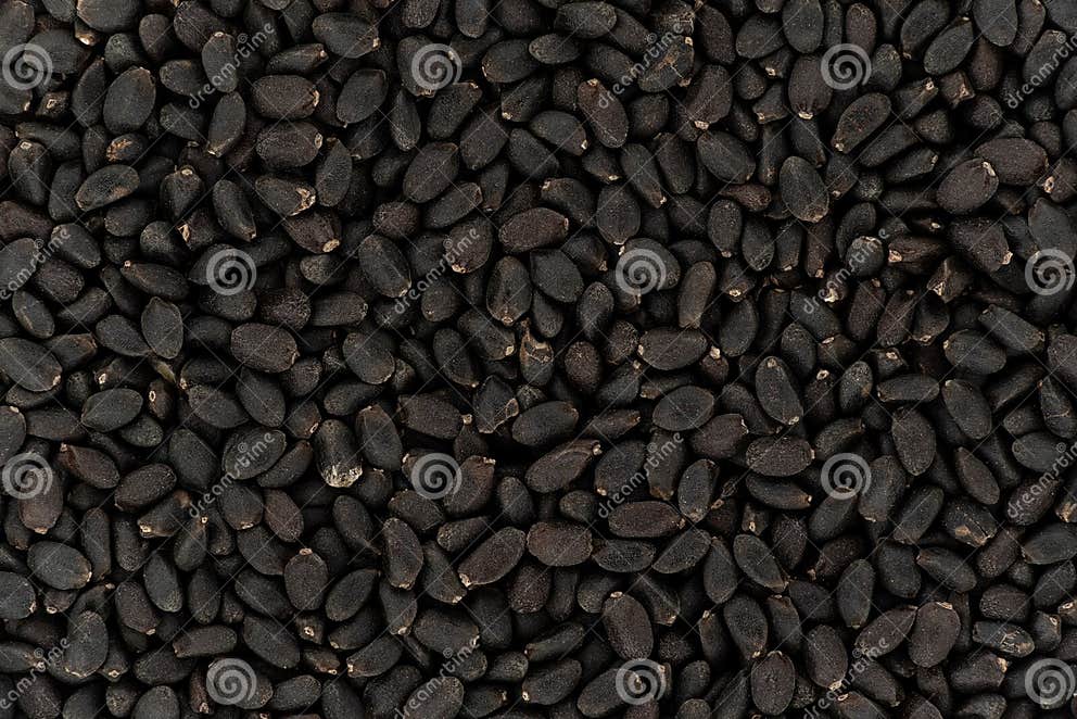 Dark Tukmaria or Thai Basil - Ocimum Basilicum - Seeds Under Microscope ...