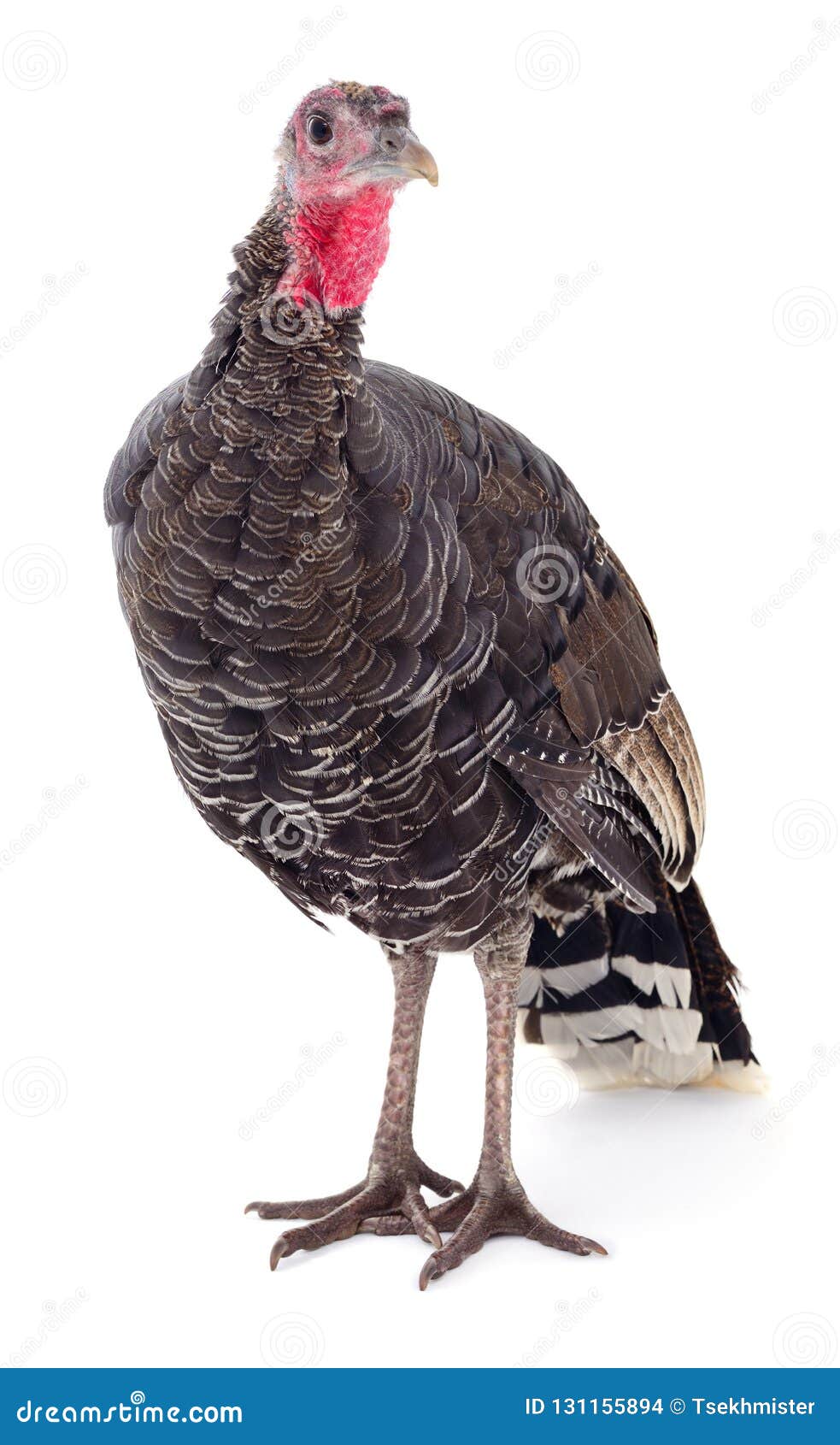 Dark turkey isolated stock photo. Image of chicken, animal - 131155894