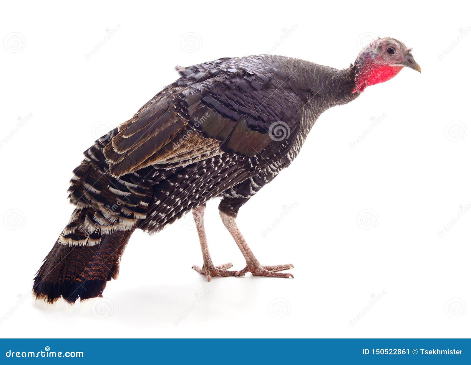 Dark turkey isolated stock image. Image of fowl, bird - 150522861