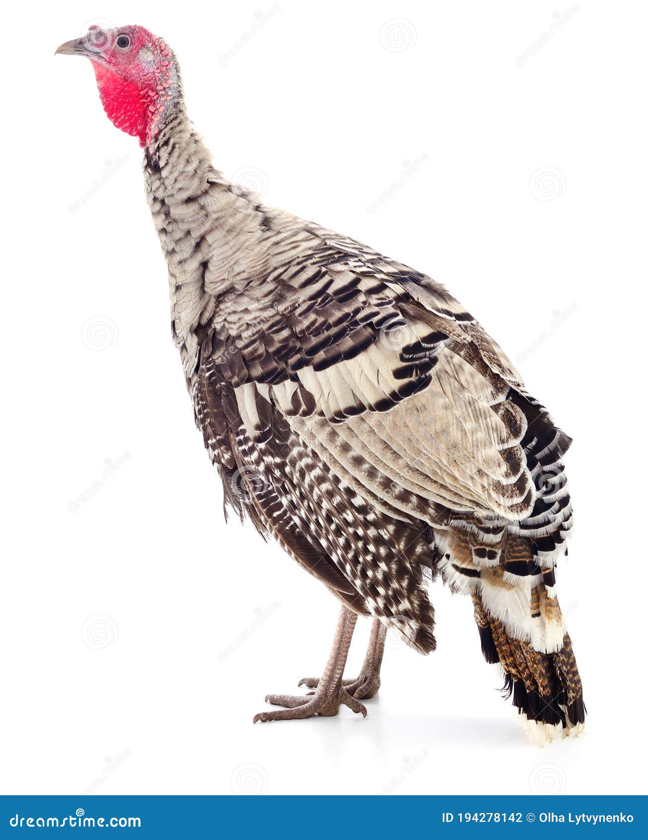 Dark turkey isolated stock photo. Image of studio, bird - 194278142