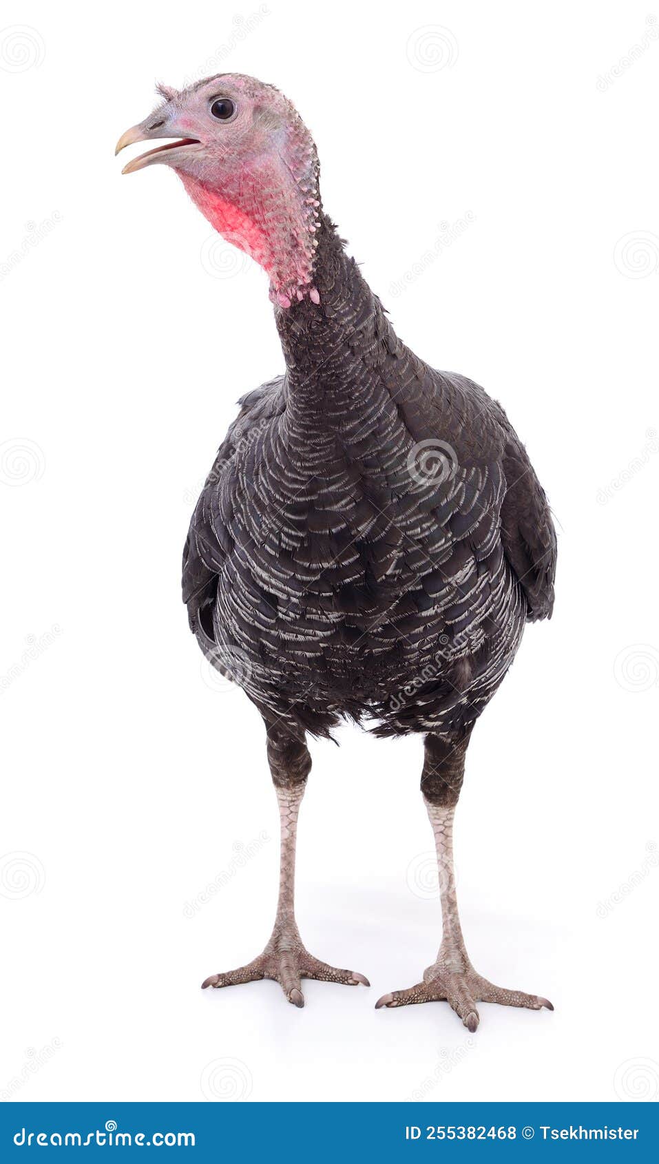 Dark turkey isolated stock photo. Image of grey, dark - 255382468