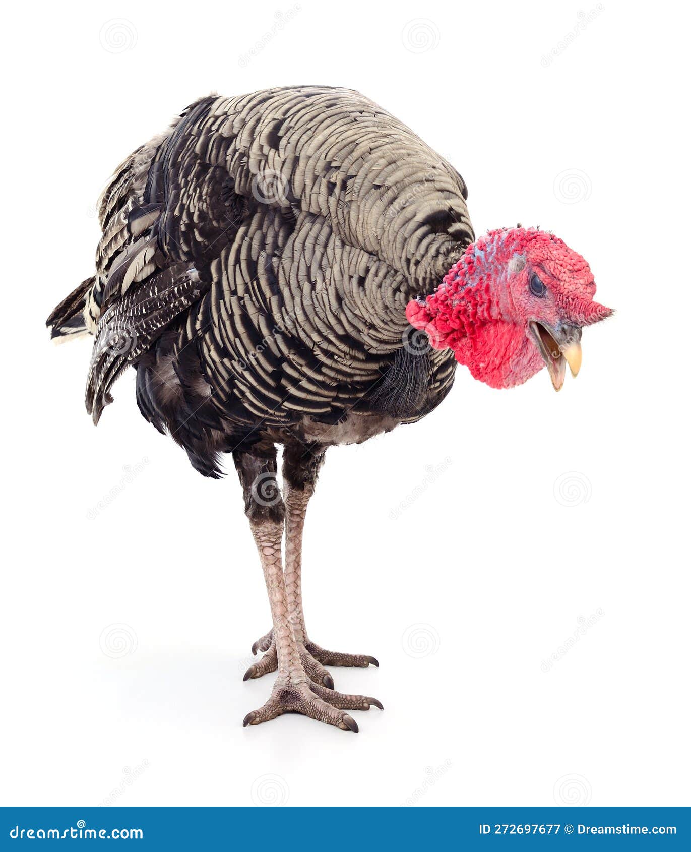 Dark turkey isolated stock image. Image of studio, isolated - 272697677