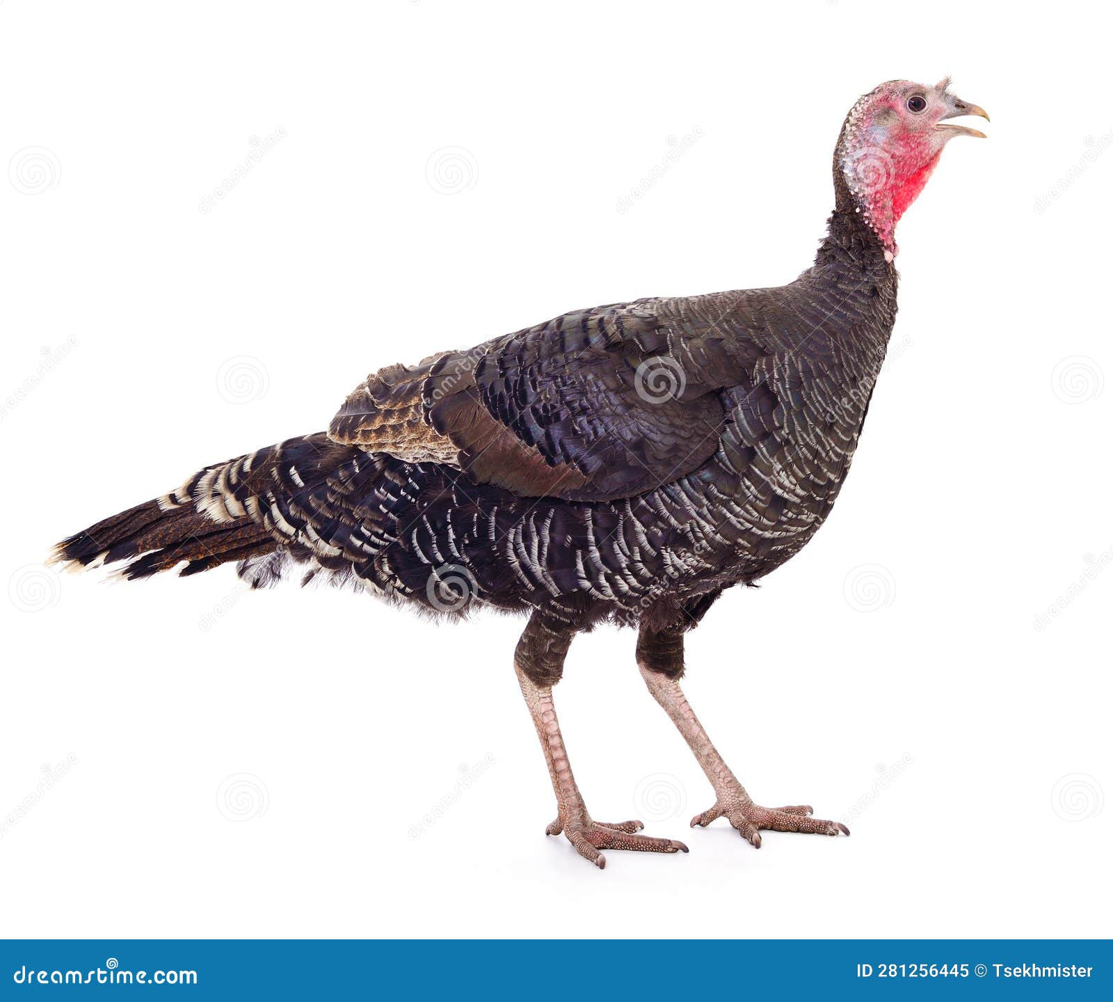 Dark turkey isolated stock image. Image of fowl, turkey - 281256445