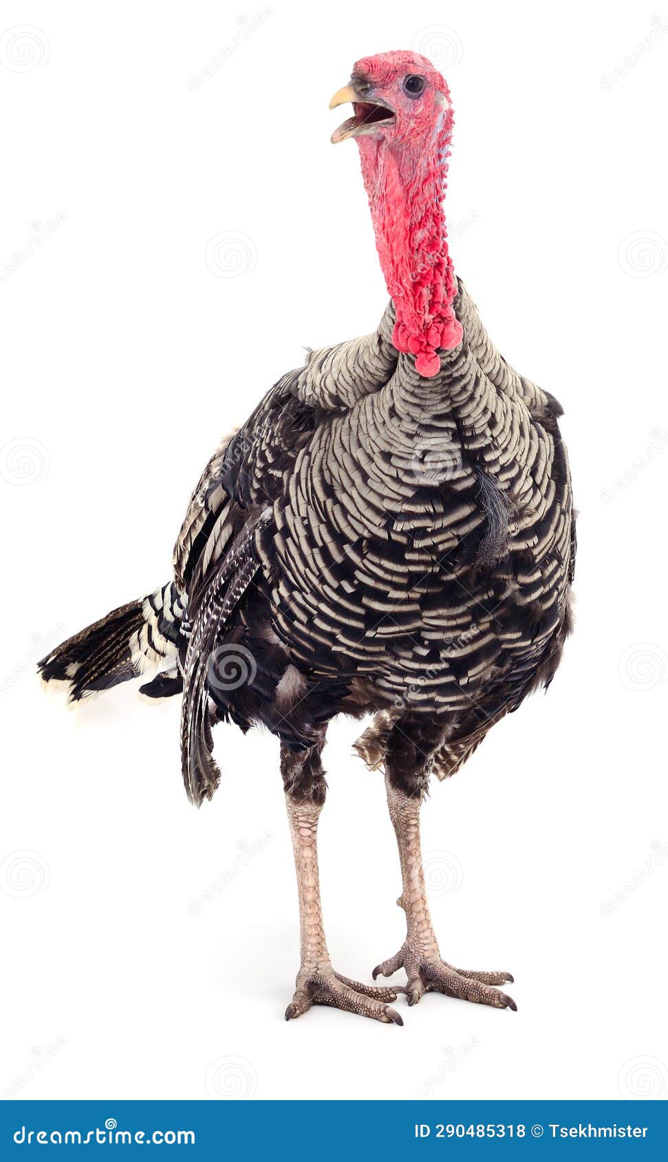 Dark turkey isolated stock photo. Image of bird, poultry - 290485318