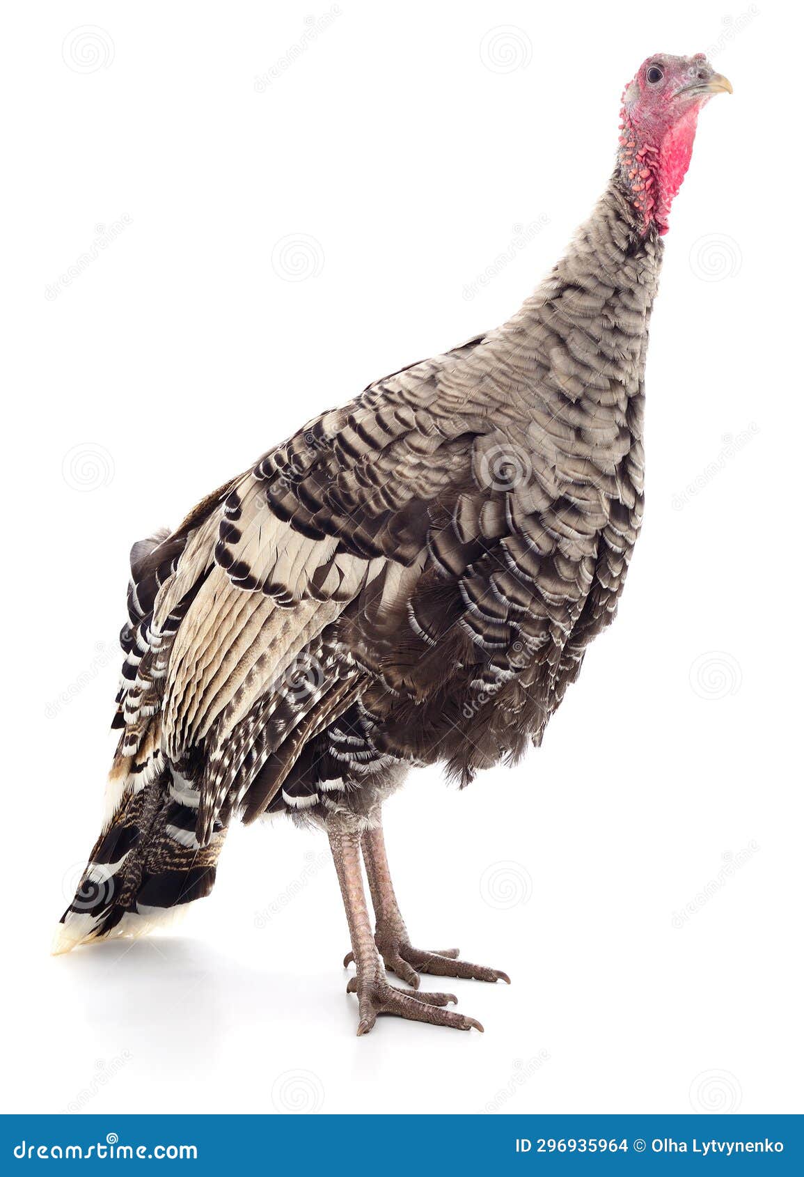 Dark turkey isolated stock photo. Image of animal, agriculture - 296935964
