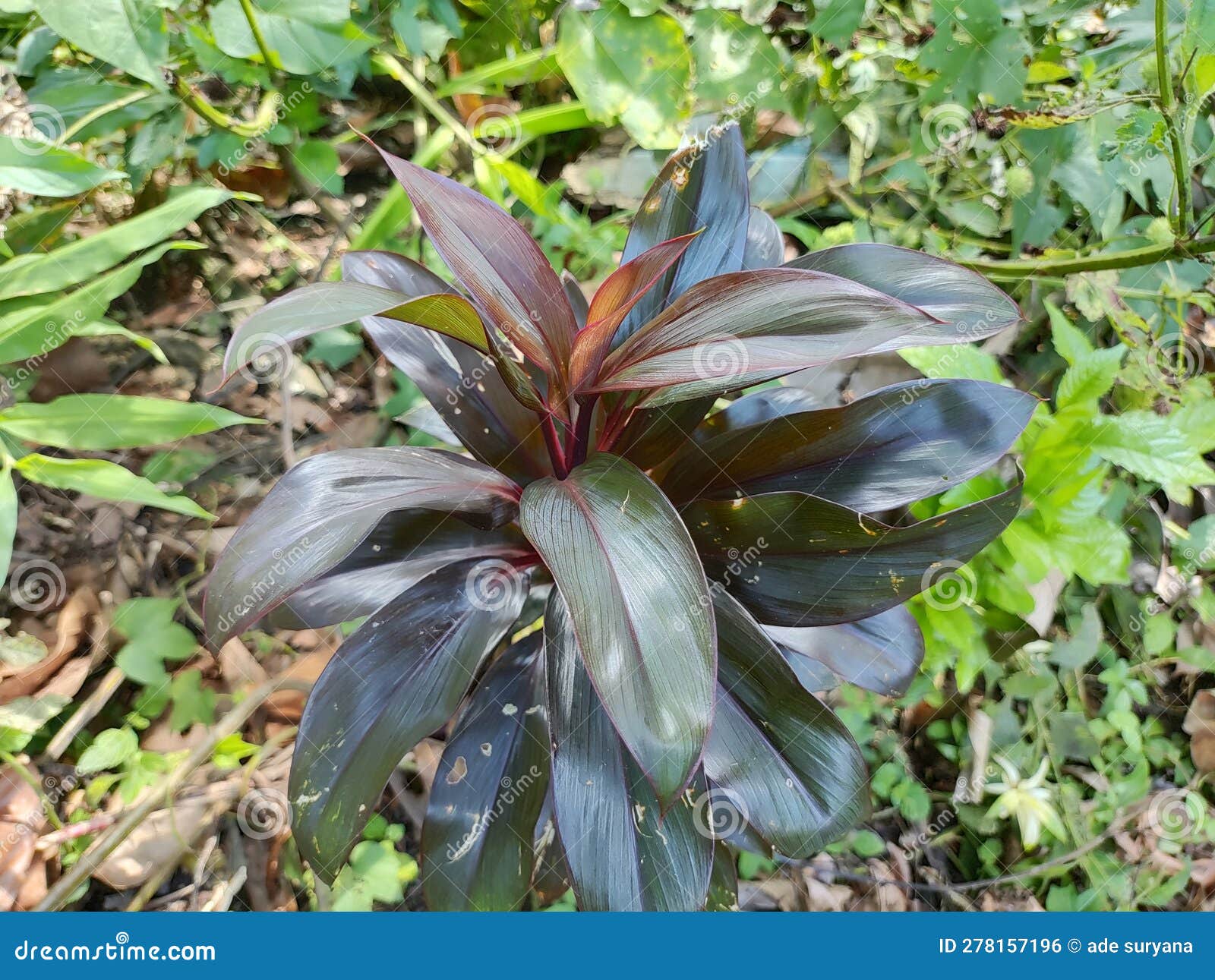 Dark Unique Leaves that Grow in Tropical Forests Stock Photo - Image of ...