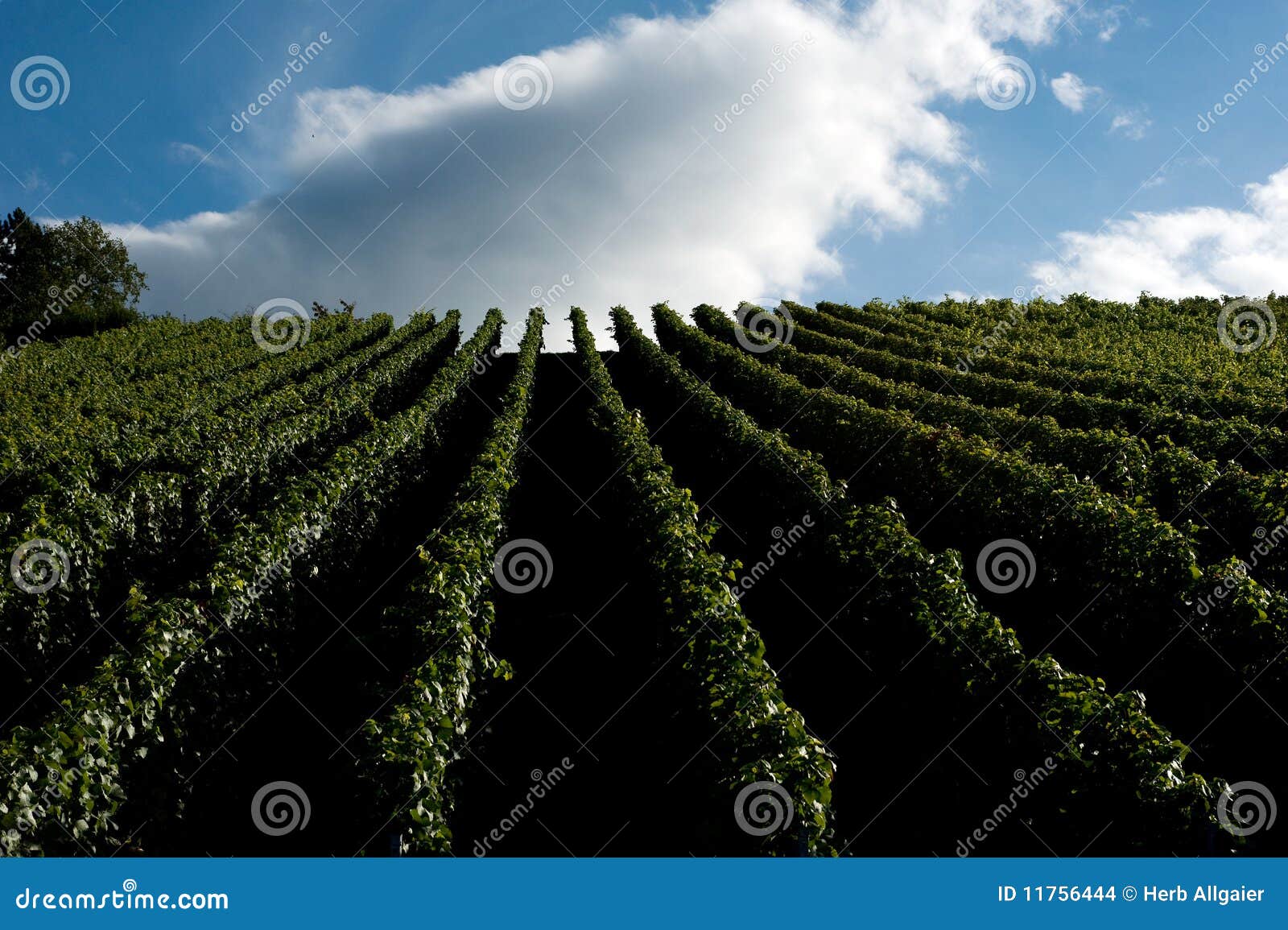 Dark vine stock photo. Image of late, summer, germany - 11756444