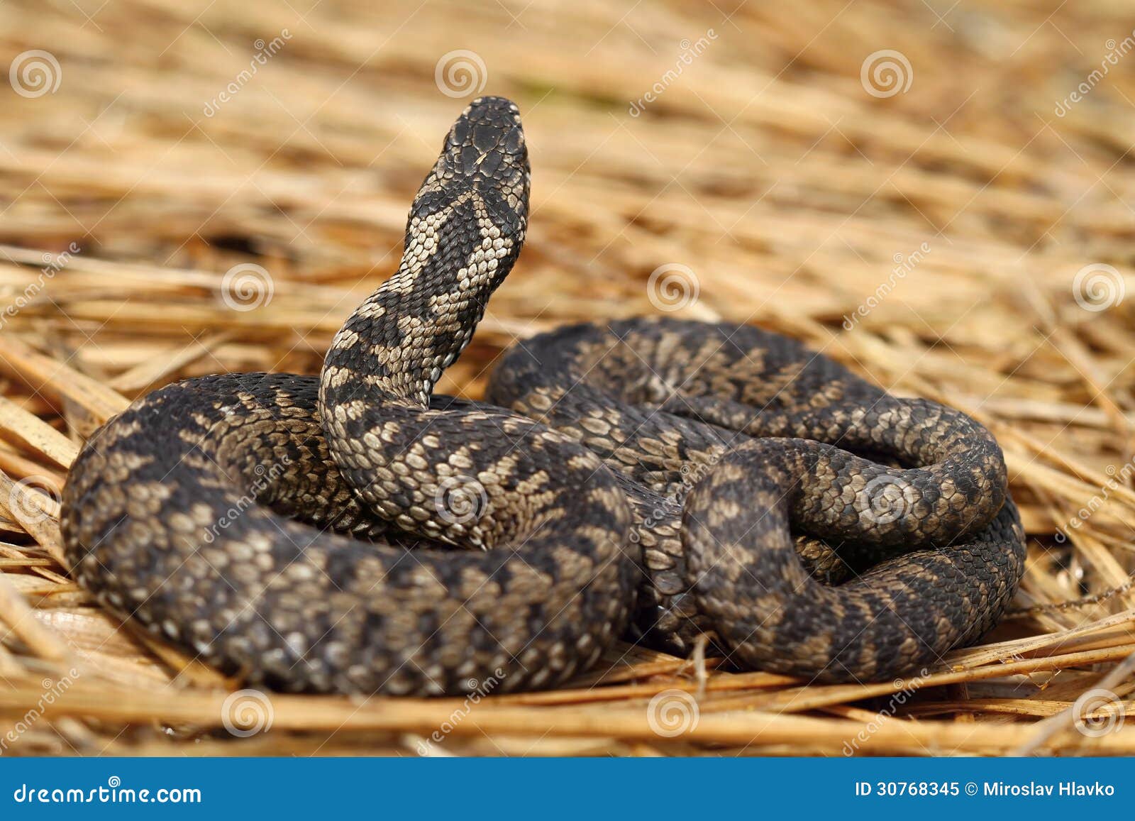 Dark viper stock image. Image of wound, natural, reptile - 30768345