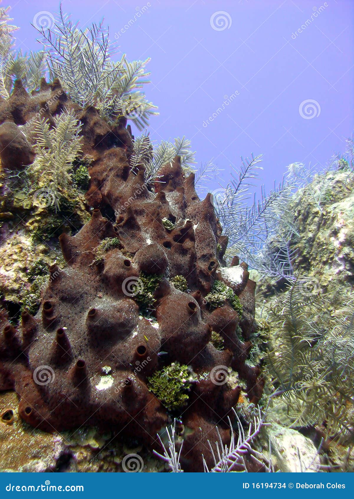 Dark Volcano Sponge stock photo. Image of dark, blue - 16194734