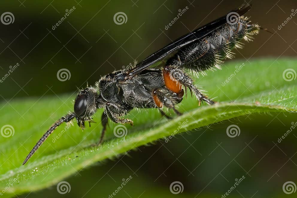 Dark wasp Tiphiidae stock image. Image of animal, close - 10962537