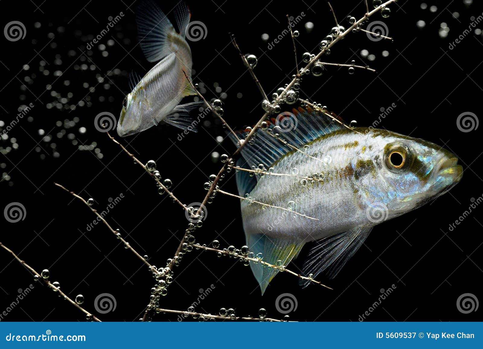 Dark Water stock image. Image of life, species, tiny, tropical - 5609537