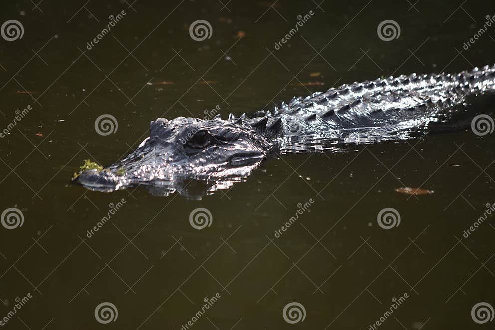 Dark Waters with a Stalking Alligator on the Surface Stock Image ...