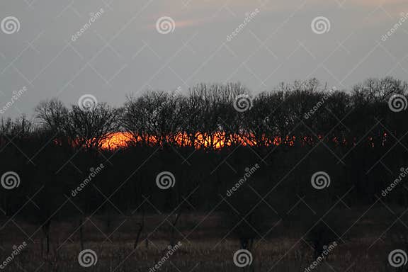 In the dark wilderness stock photo. Image of dark, scenery - 195001566