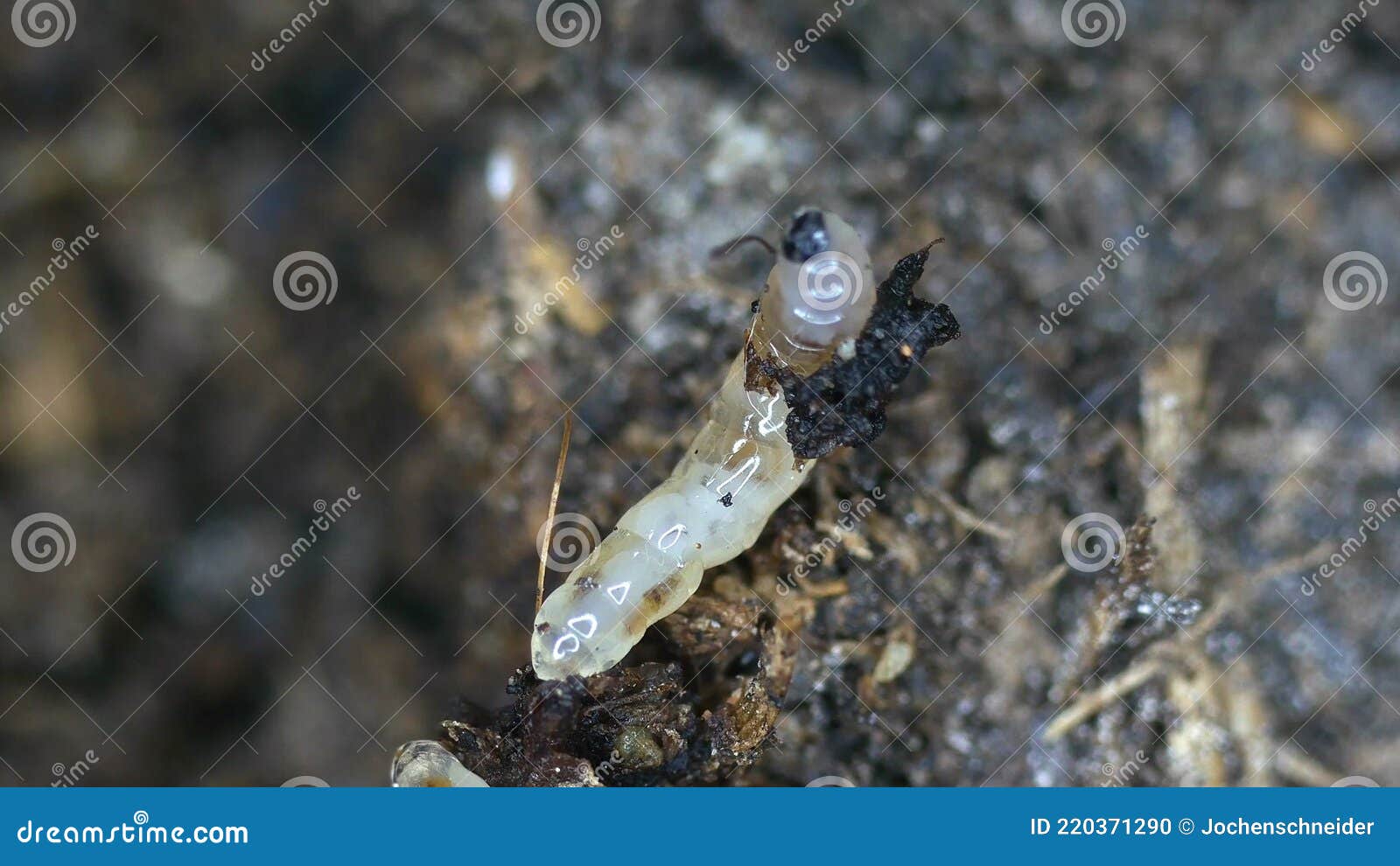 Dark-winged Fungus Gnat, Larva Stock Footage - Video of darkwinged ...
