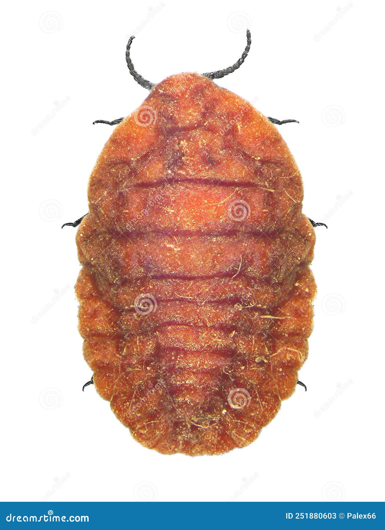 Dark Winged Scale Insects or Pine Monophlebid Stock Image - Image of ...