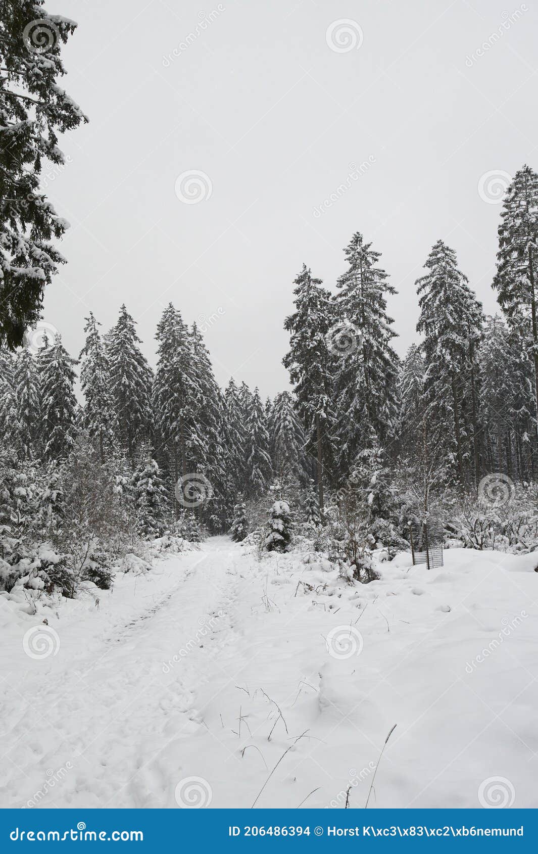 Dark Winter Landscape with Snow Covered Trees Stock Photo - Image of ...