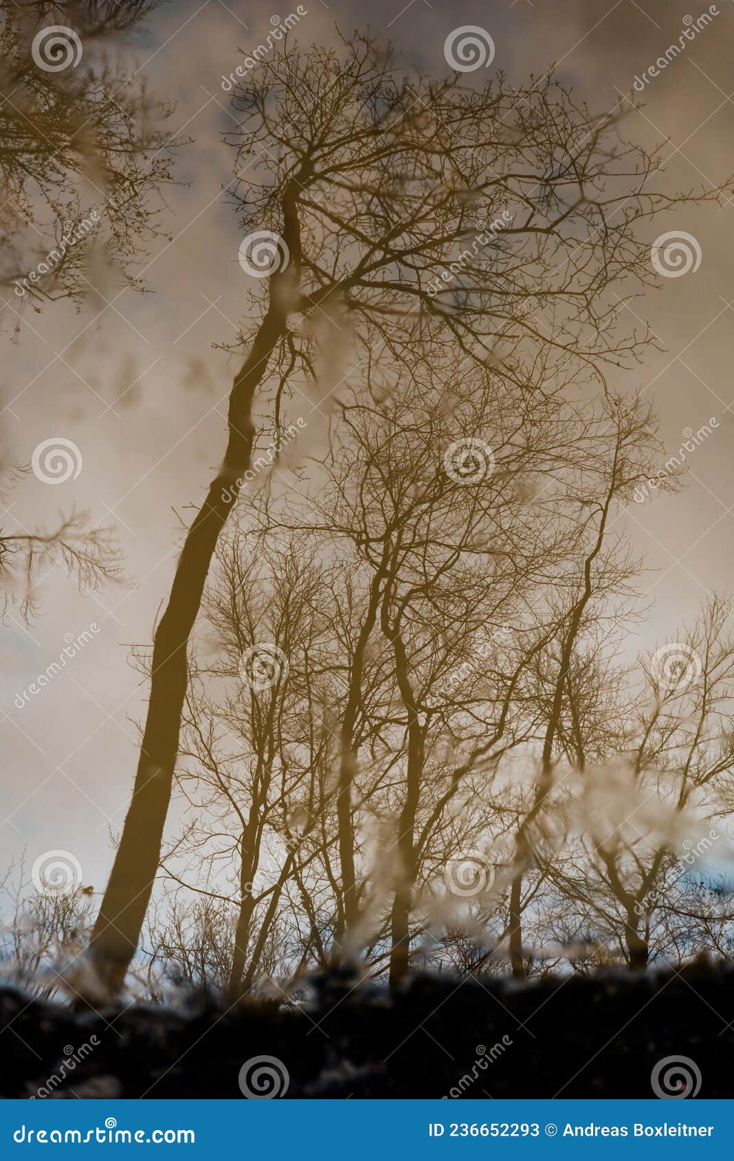 Dark Winter Tree Reflections in Puddle Stock Image - Image of puddle ...
