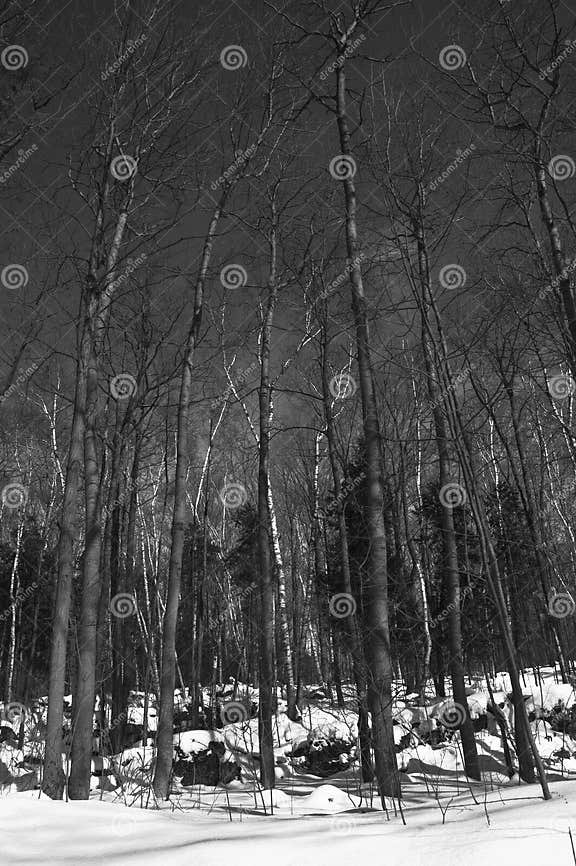 Dark Winter Trees stock photo. Image of tall, pine, forest - 1994518