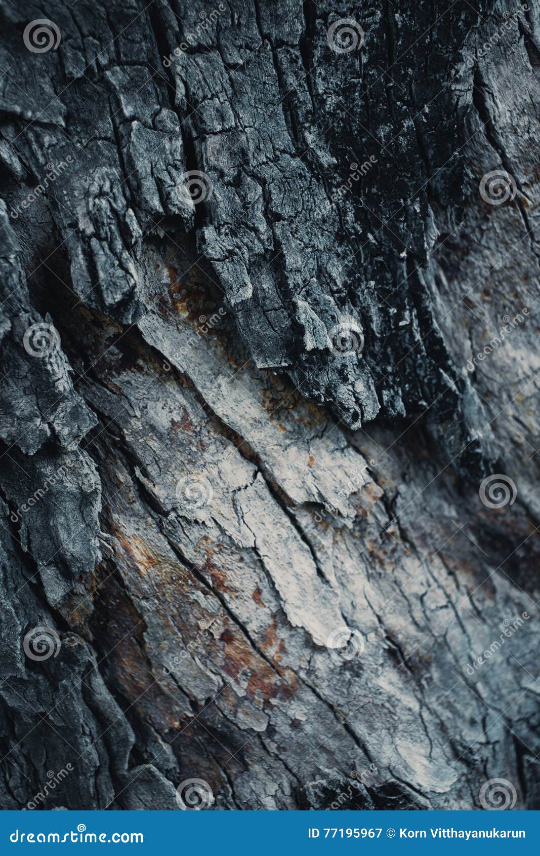 Dark Wooden Bark Tree Texture Stock Image - Image of textured ...