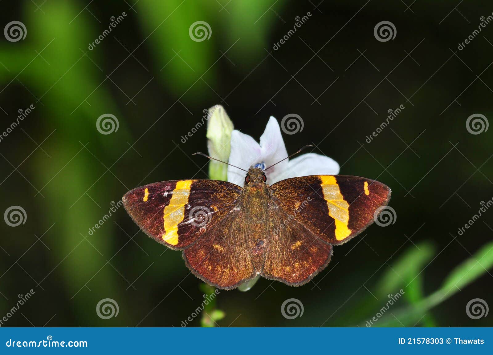 Dark Yellow-banded Flat Butterfly Stock Image - Image of wing, gold ...
