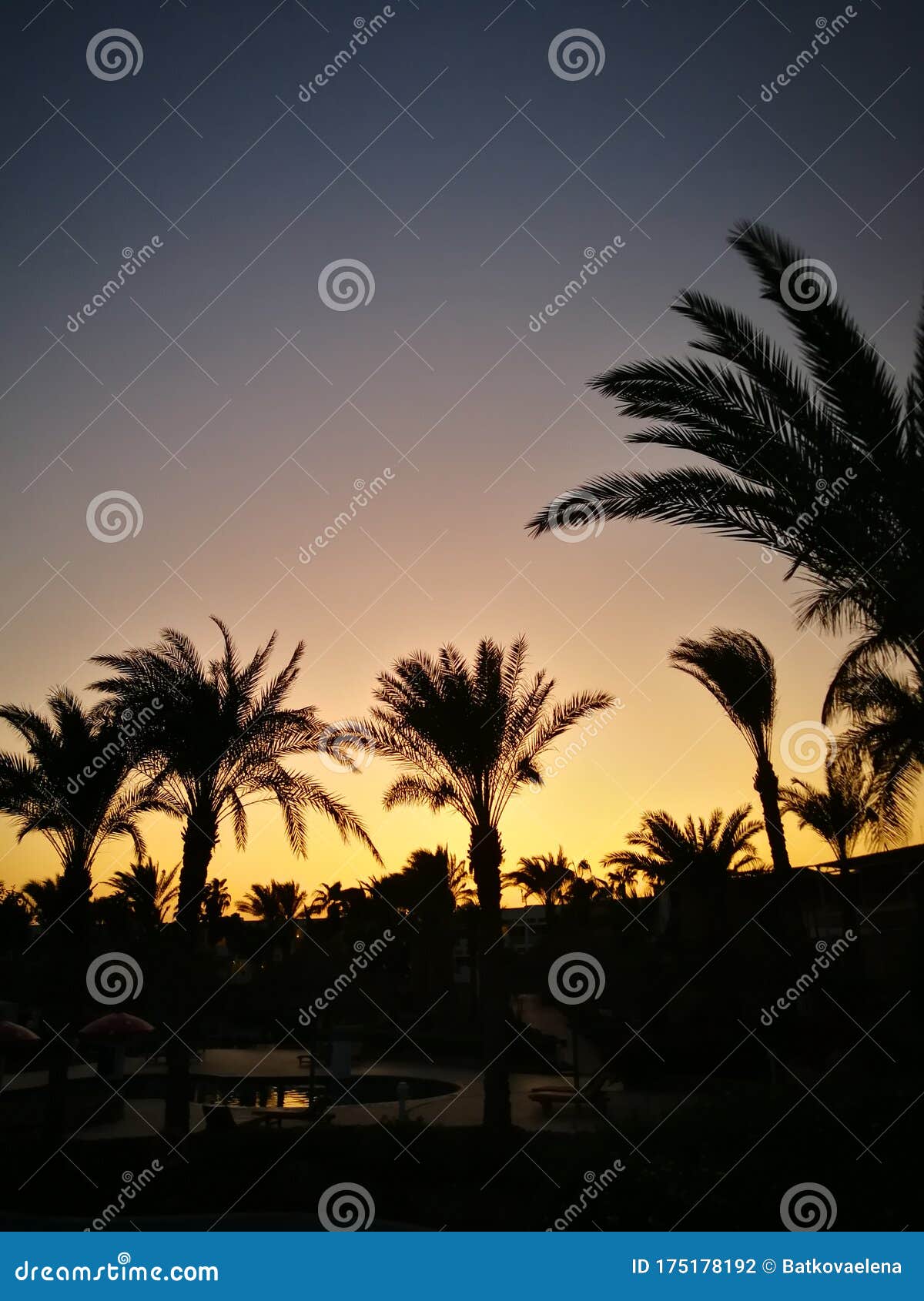 Darkened Palm Trees with a Sunny Sunset on the Back Stock Photo - Image ...