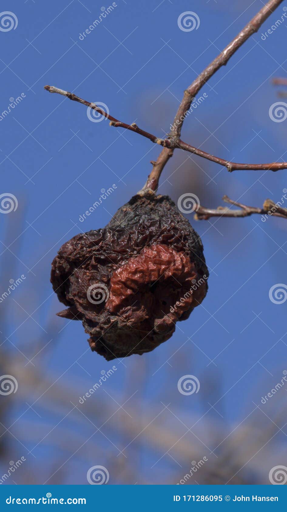 Shriveled fruit stock image. Image of farm, rural, decay - 171286095