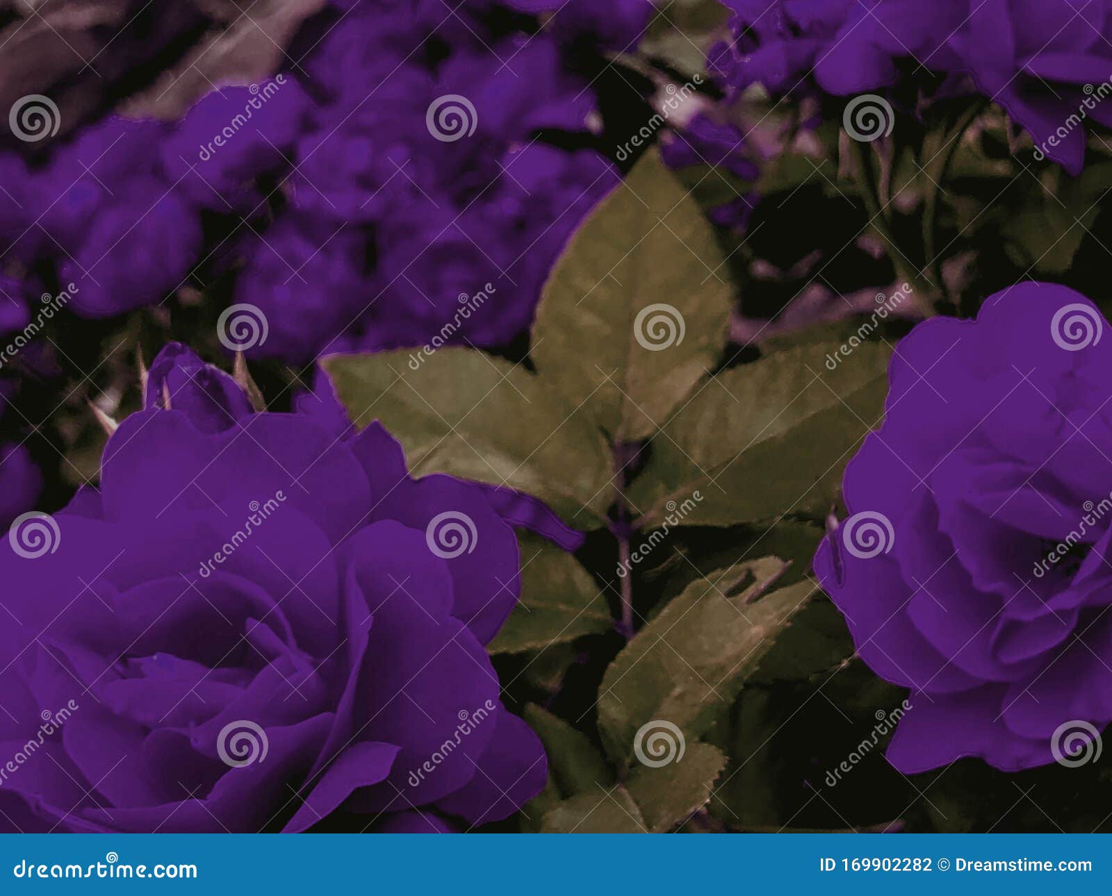 Darkest of roses stock photo. Image of darkest, hope - 169902282