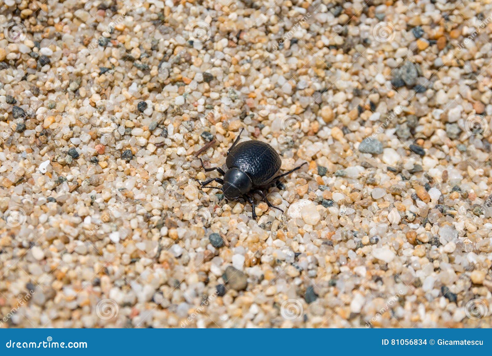 Darkling beetle on beach stock photo. Image of arid, dune - 81056834