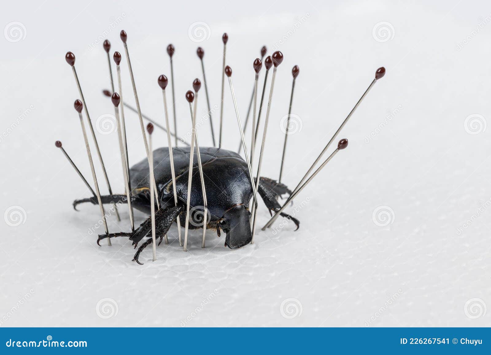 Darkling Beetle Closeup, Insect Specimen Making Stock Image - Image of ...
