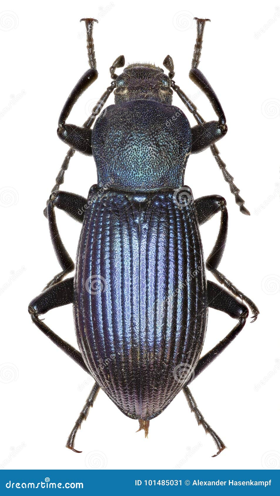 Darkling Beetle Helops on White Background Stock Image - Image of ...