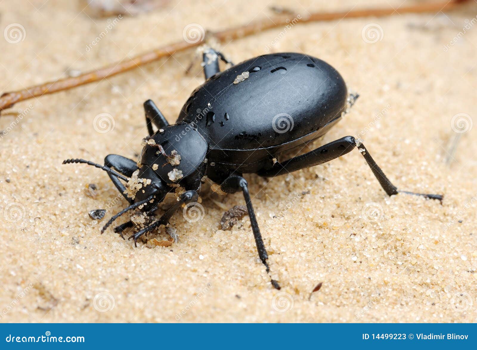 Darkling Beetle on the Sand Stock Image - Image of sand, insect: 14499223