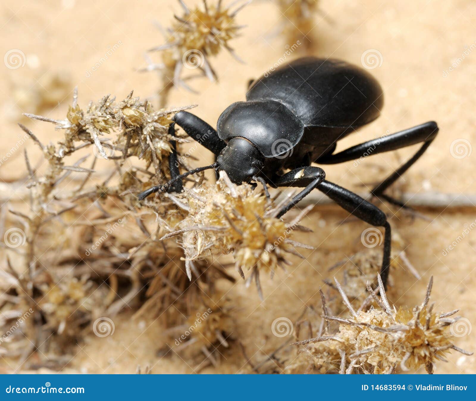 Darkling Beetle on the Sand Stock Photo - Image of black, arid: 14683594