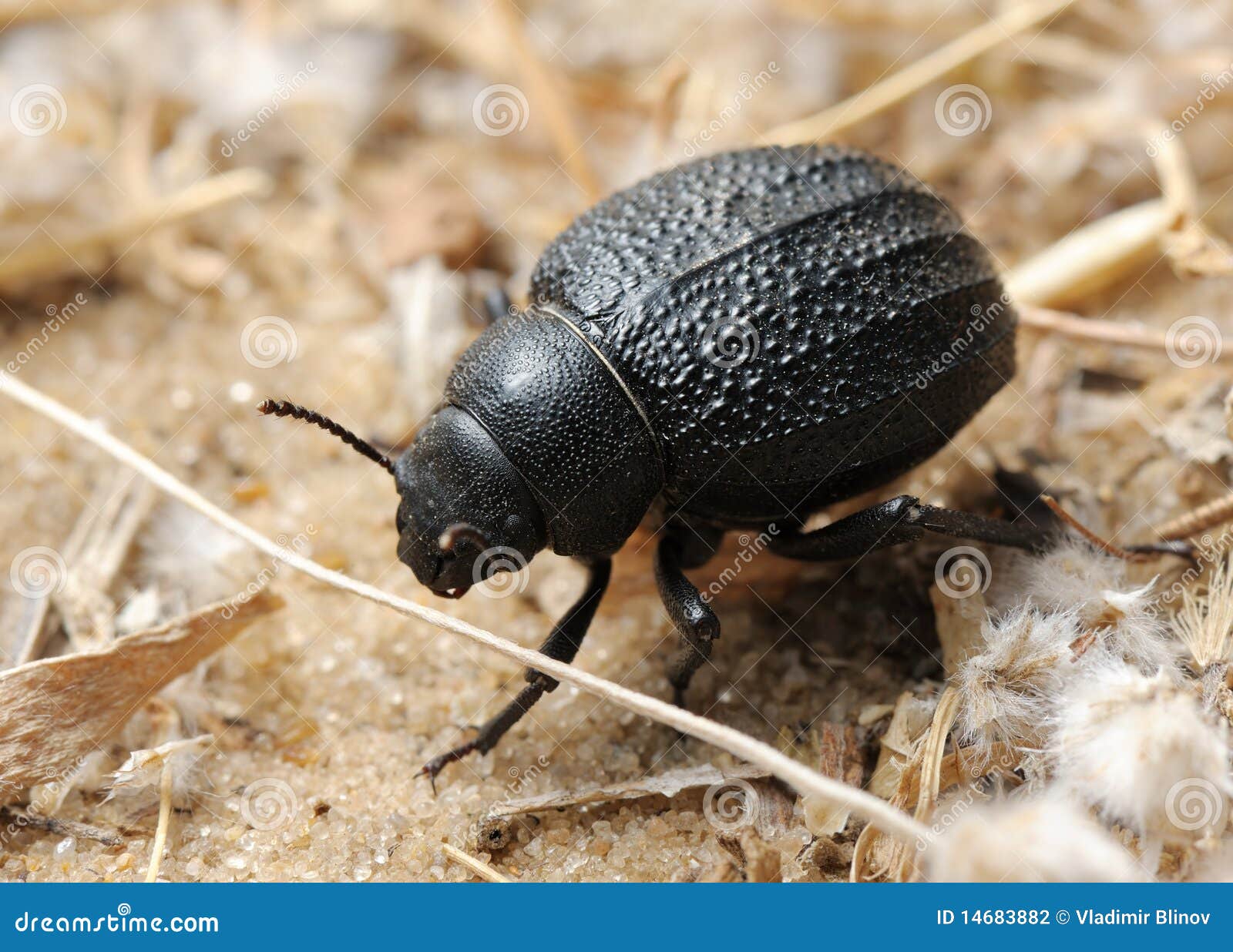Darkling Beetle on the Sand Stock Photo - Image of barren, darkling ...