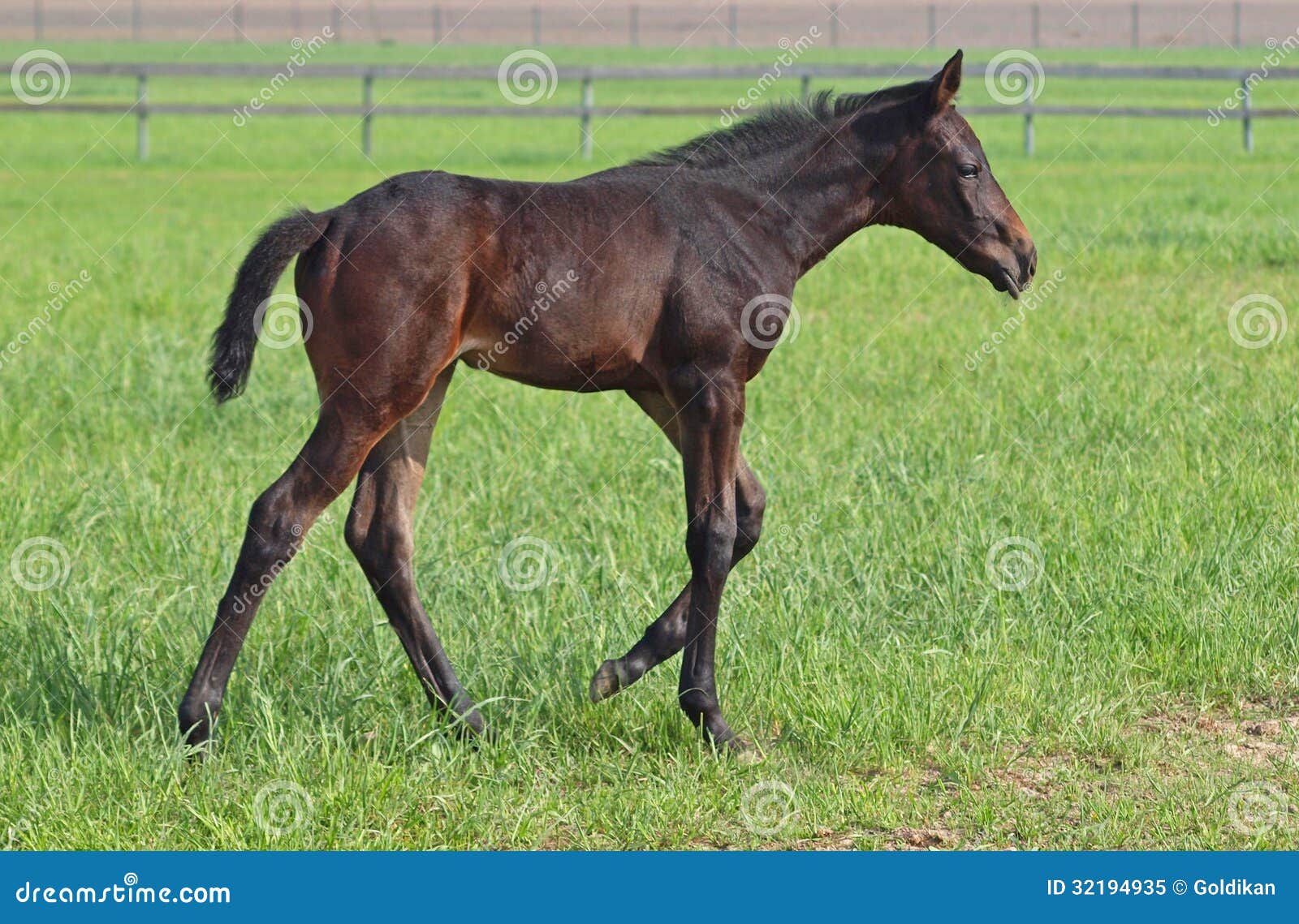A Darkly-bay Foal on a Pasture Stock Image - Image of fence ...