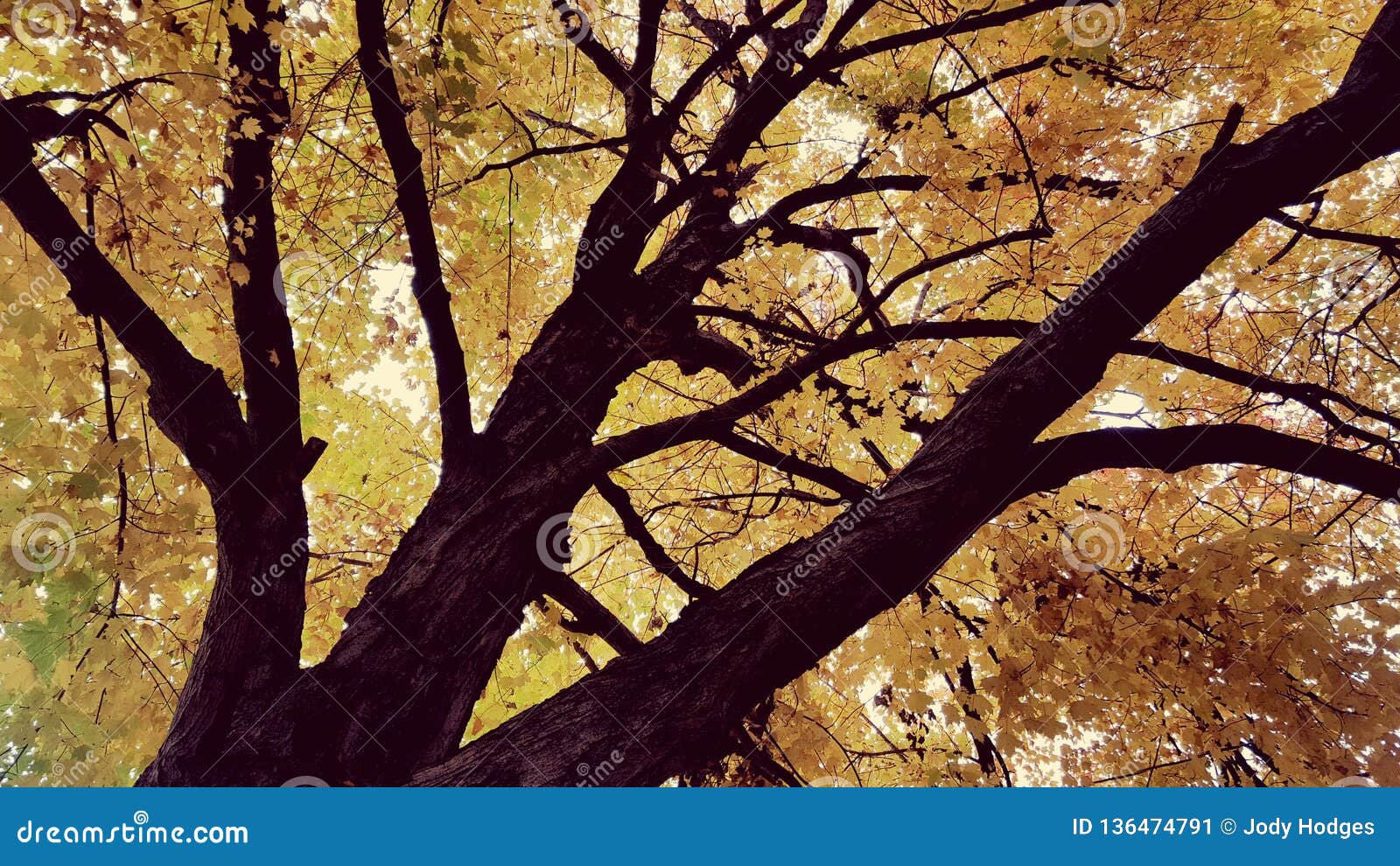 Darkness Falls stock image. Image of verses, tree, brightness - 136474791