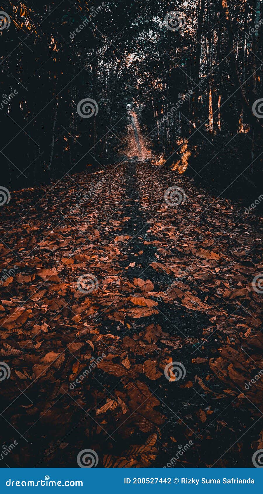 Sanggau City Stock Photos - Free & Royalty-Free Stock Photos from ...