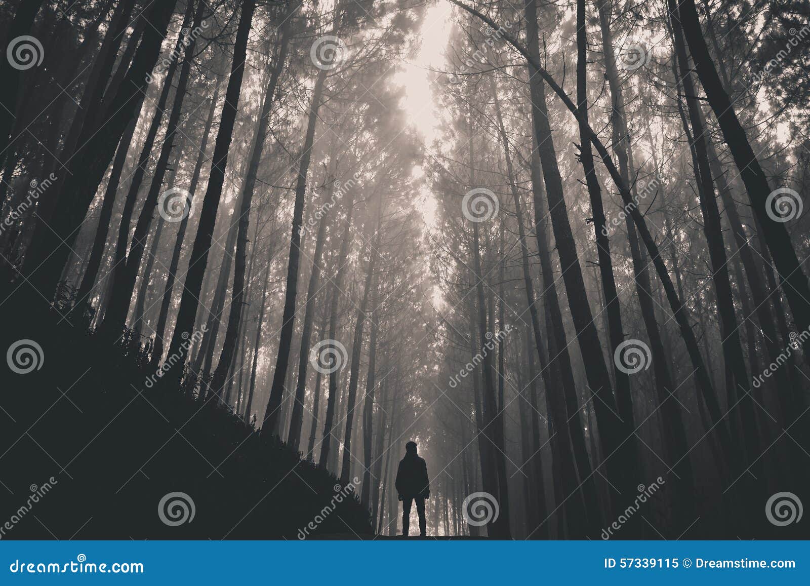 In Darkness stock image. Image of forest, darkness, solitude - 57339115