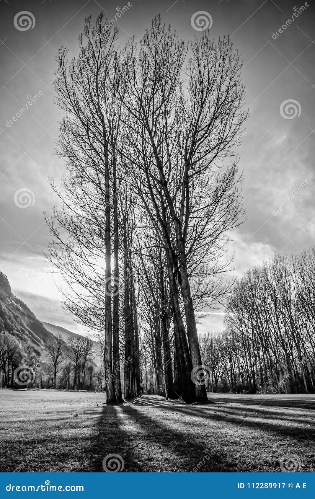 Darkness trees stock image. Image of graphic, texture - 112289917