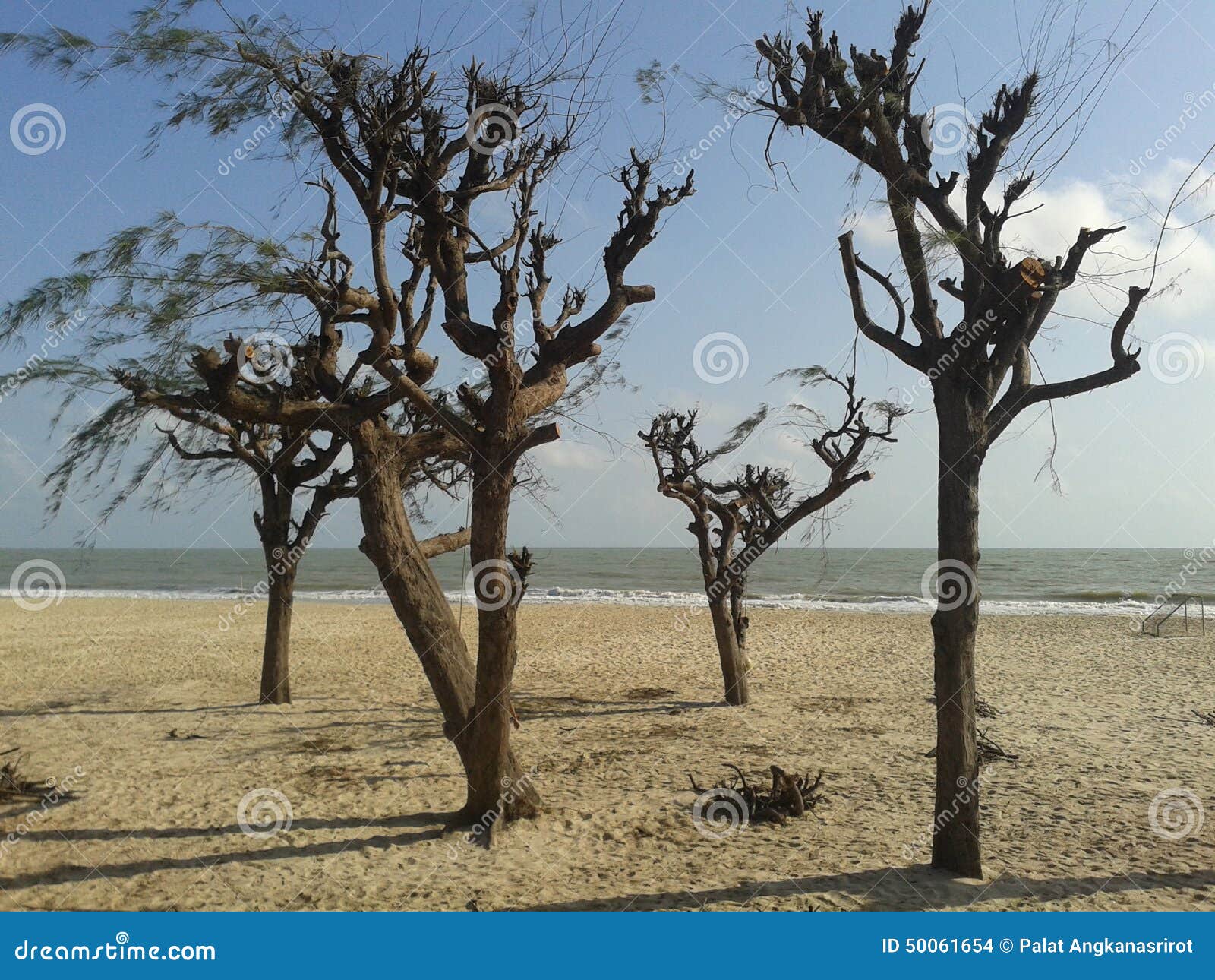 Darktree stock photo. Image of lifeless, tree, darktree - 50061654