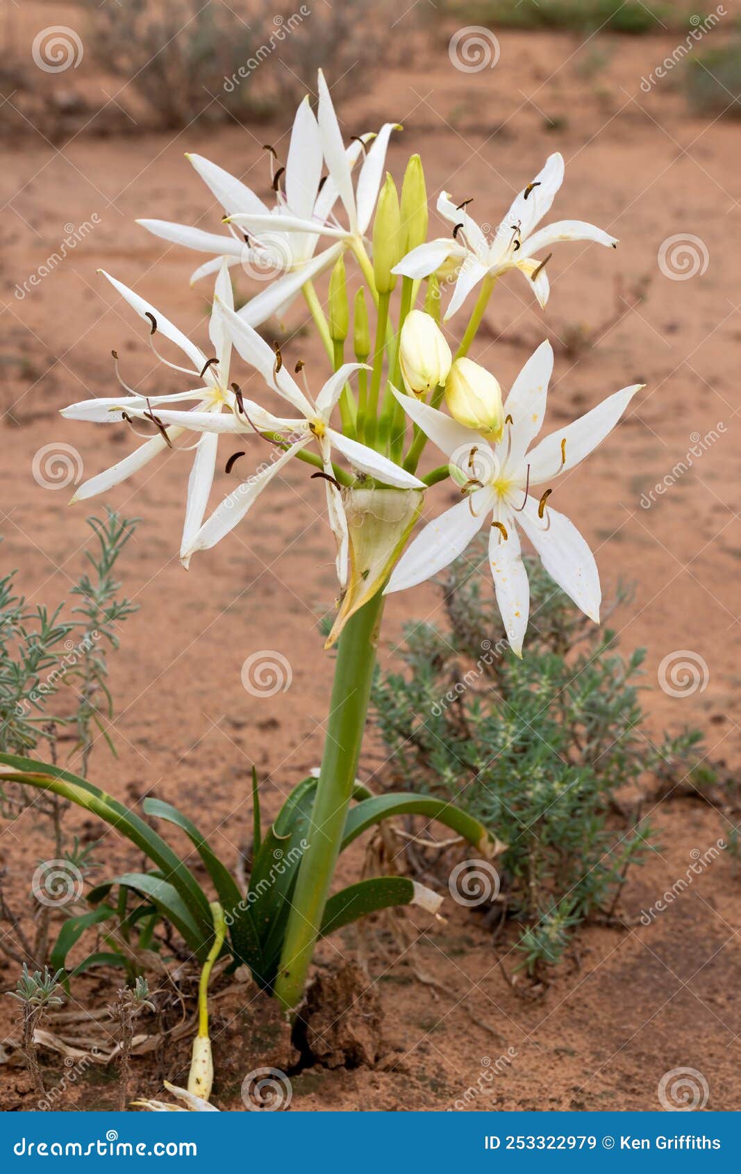 Darling Lily stock image. Image of australia, flaccidum - 253322979