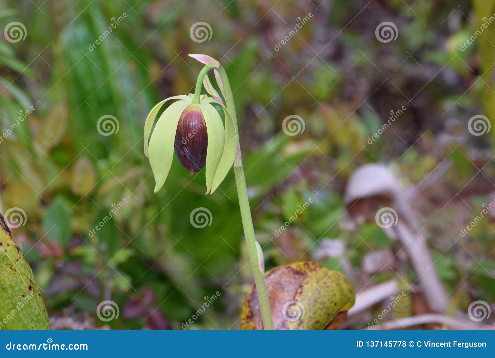 Darlingtonia Californica stock photo. Image of flower - 137145778